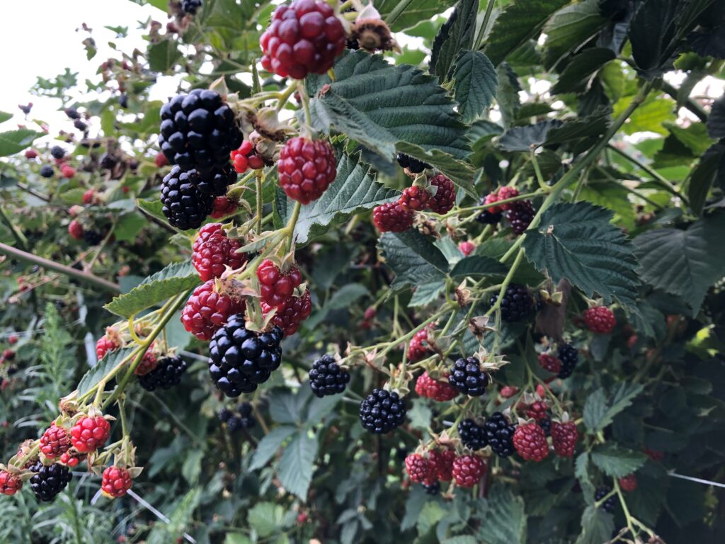 Blackberry & Raspberry Information | NC State Extension